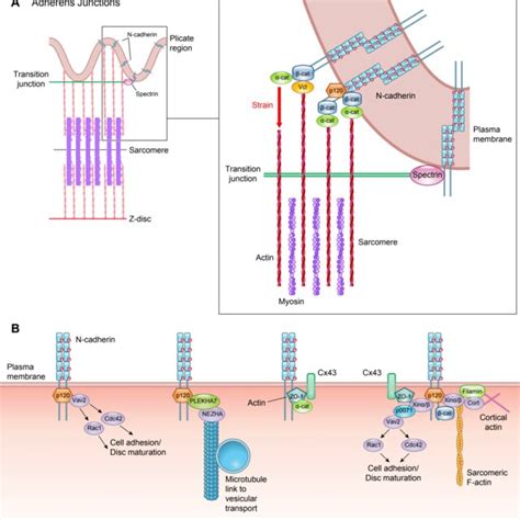 Adherens Junction Components And Their Structural A Signal