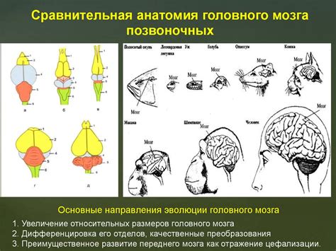 Эволюция мочеполовой и нервной систем презентация онлайн
