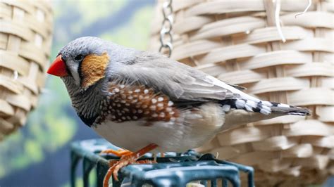 Zebra Finch The Finches Of Serenity Serenity Aquarium And Aviary Services