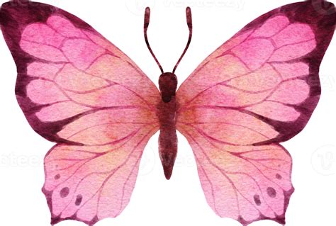 Borboleta Png