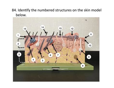 Anatomy Ch 1 4 Practical 1 Slide 32 Diagram Quizlet