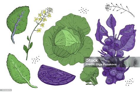 신선한 흰색 양배추 보라색 양배추 녹색 브로콜리 보라색 브뤼셀 콩나물 잎 씨앗과 노란색 꽃벡터 세트 가정 생활에 대한 스톡 벡터 아트 및 기타 이미지 Istock