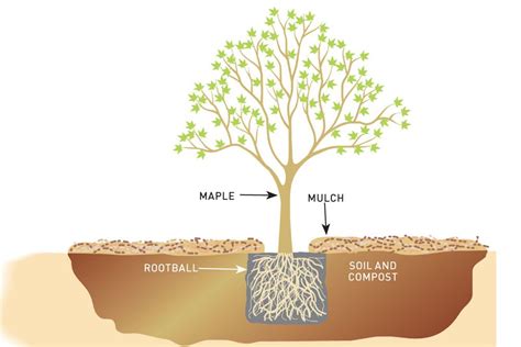Japanese Maple Tree Root System Diagram Japanese Maple Plant