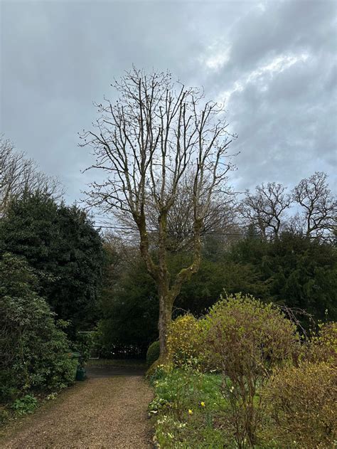 Crown Reduction Services By Tree Surgeon In Sussex