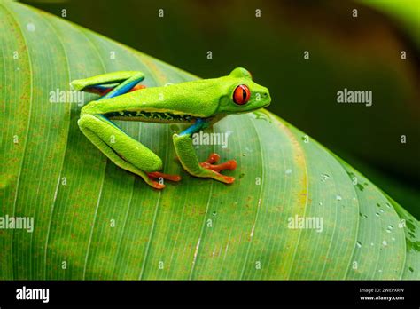 Red Eyed Leaf Frog Or Tree Frog On A Leaf In Costa Rican Rain Forest