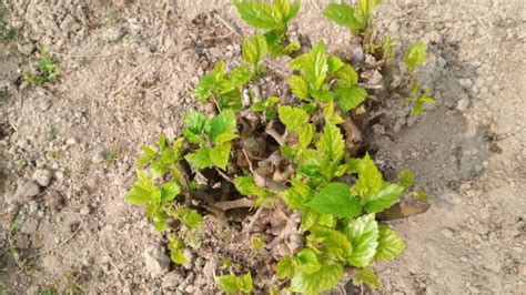 How To Plant Grow And Care For A Mulberry Tree