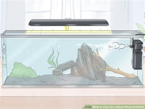 How To Care For A Black Ghost Knifefish 12 Steps With Pictures