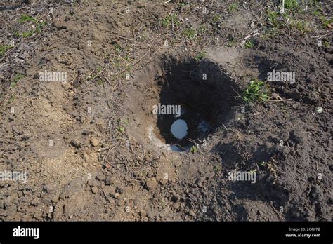 Making Storage Of Necessary Fertilizers To A Tree By Adding Chemical Fertilizers Into A Planting