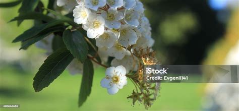 잔디와 나무의 흐린 배경에 흰색 꽃이 클로즈업된 스파이어 아 지점 0명에 대한 스톡 사진 및 기타 이미지 0명 가는잎조팝나무 개화기 Istock