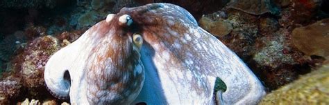 Octopus Reproduction