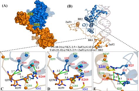 Nkx25 −gata4 Interaction Map A In The Interactions Zones Br1 And