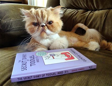 The Secret Diary Of Tiddles Aged 3 3 4 An Eye Opening Expose Of What