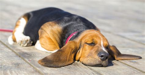 Why Do Some Basset Hounds Have Longer Ears Than Others