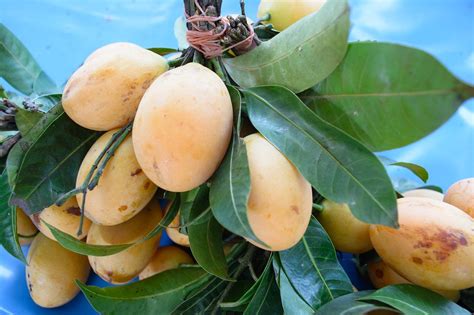 Productores Del Soconusco Impulsan Cultivo De Mango Orgánico Agro