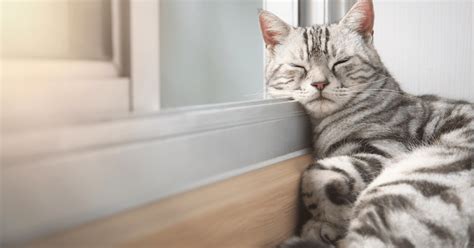 Cats Funny Way Of Mimicking Dads Behavior Is An Absolute Riot