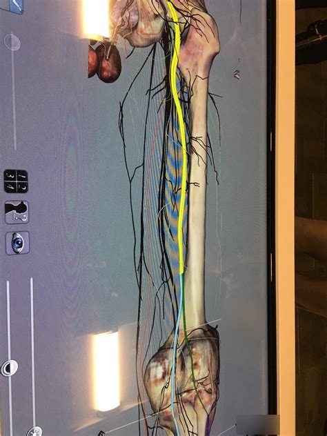 Posterior Lower Leg Nerves Diagram Quizlet