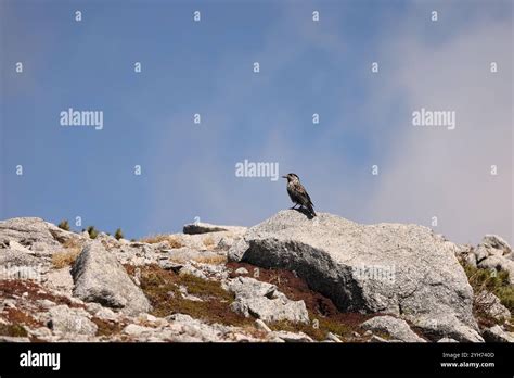 Northern Nutcracker Or Spotted Nutcracker Or Eurasian Nutcracker