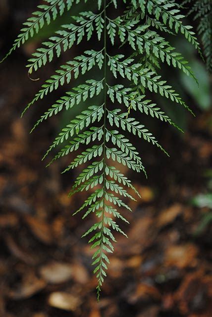 Asplenium Cuneatum Ferns And Lycophytes Of The World