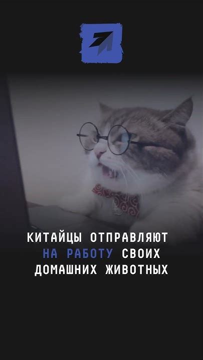 В Китае хозяева отправляют на работу своих домашних животных Китай животные кошка собака