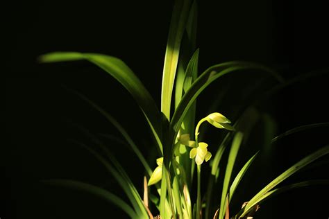 【夏日幽兰摄影图片】重庆家中露台生态摄影行行摄摄太平洋电脑网摄影部落