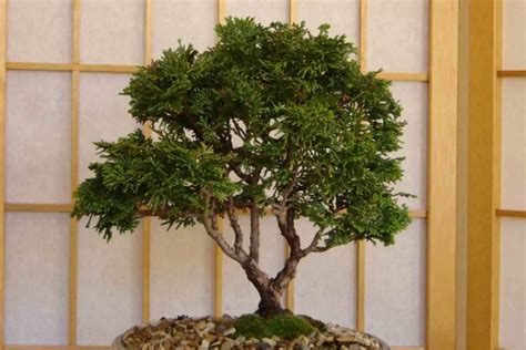 A Comprehensive Hinoki Cypress Bonsai Care Guide Gardenia Organic