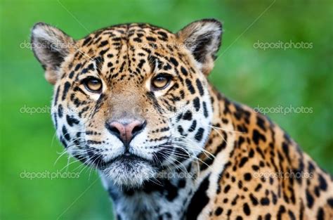 Selva Lacandona Especies En Peligro De ExtinciÓn En La Selva Lacandona