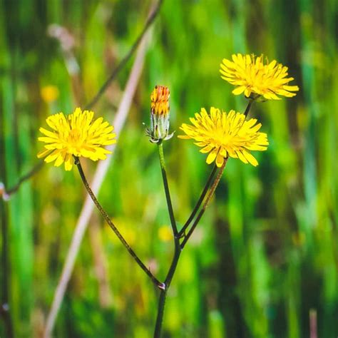Dandelion Foraging Identification Look Alikes And Uses Dandelion