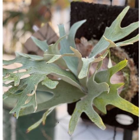 Bee Plants