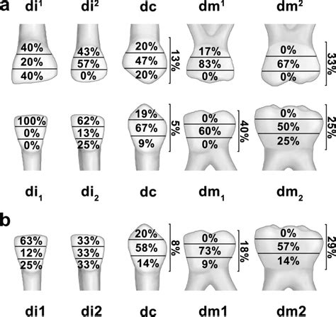 Distribution Of Developmental Enamel Defects By Incisal Occlusal