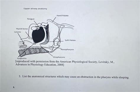 Solved Upper Airway Anatomy Reproduced With Permission From