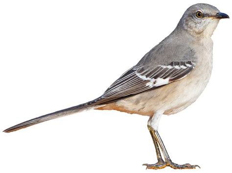 Northern Mockingbird Mimus Polyglottos Identification Birda