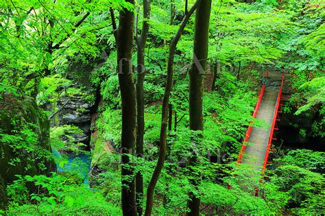 初夏の吾妻峡 鹿飛橋 群馬県 193115893 の写真素材 アフロ