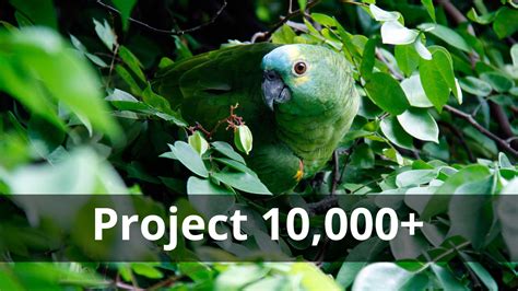 Project 10 000 Biojoyversity