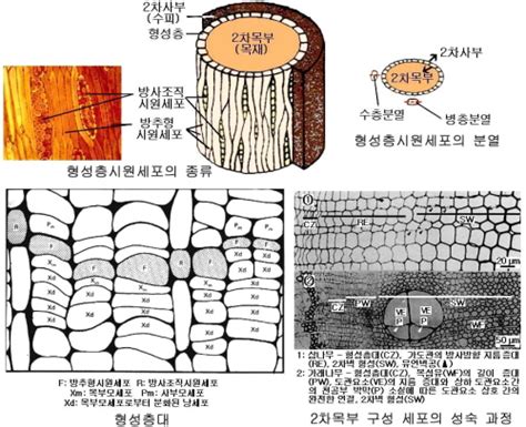 목재과학카페 인테리어 재료로써의목재 II 목본식물의 형성층
