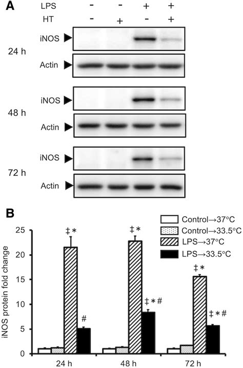 Inos Protein Expression In Lps Stimulated Bv 2 Cells Cultured Under