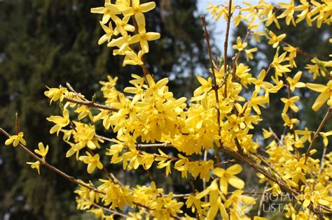 Forsythia viridissima Bronxensis zlatice zelená Lukáš Hrdinka Autoři iBotky cz