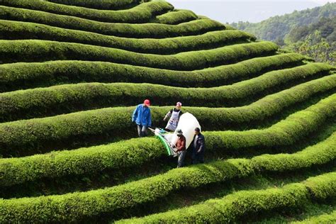 中国传统制茶技艺及其相关习俗申遗成功 向世界传递中华文化 新闻频道 央视网 cctv