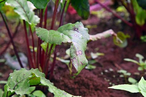 Beetroot Or Red Beet Plant Disease Stock Image Image Of Beetroot Cultivation 232876449