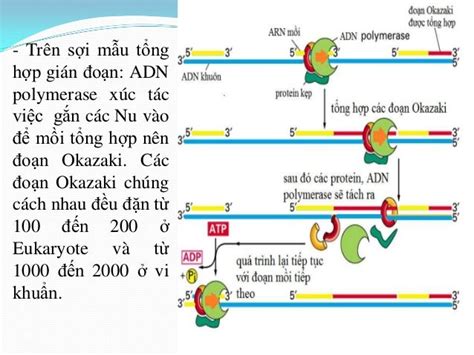 Nhân đôi Adn Và Tổng Hợp Arn