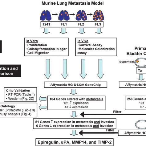 Flow Chart Of Experimental Strategy And Design In An Iterative Manner Download Scientific