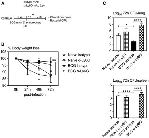 Subcutaneous Bcg Vaccination Protects Against Streptococcal Pneumonia