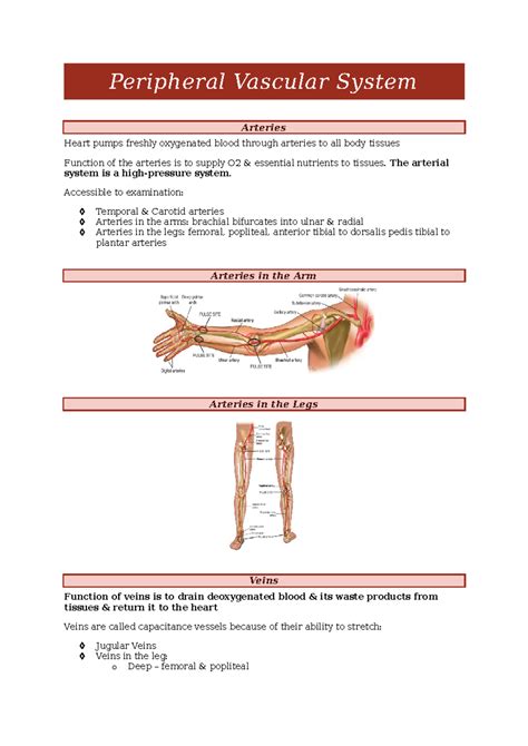 Peripheral Vascular System Peripheral Vascular System Arteries Heart Pumps Freshly Oxygenated