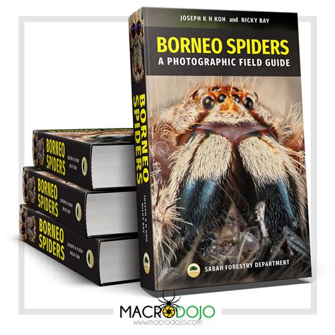 Of North Borneo Spiders And Others Borneo Spider Reference