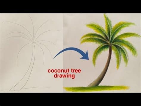How To Draw A Coconut Tree For Beginners Colour Pencils Full Tutorial Brustro Colour Pencil