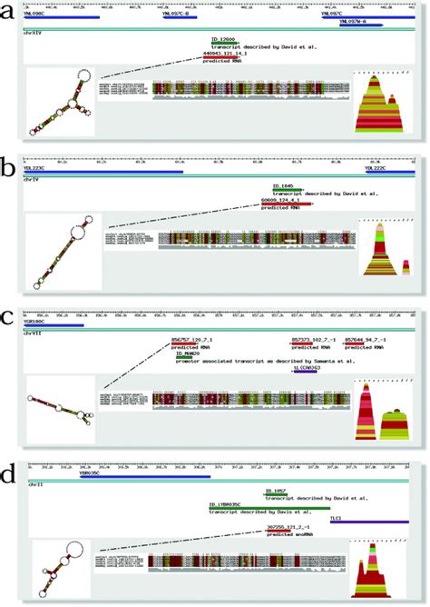 Examples Of Predicted Ncrnas Genomic Context Tiling Array Pattern And