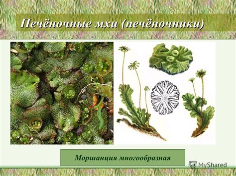 Презентация на тему Высшие споровые растения Мхи особенности