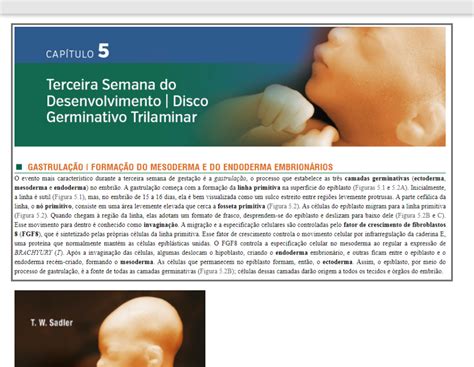 Terceira Semana Do Desenvolvimento Embrionário Embriologia
