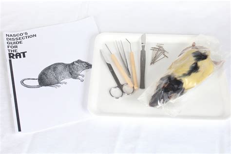 Rat Dissection Kit Home Educational Resources
