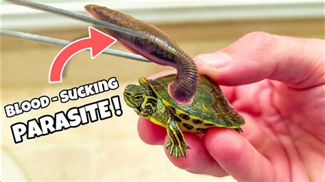 Sea Turtle Parasites