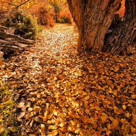Premium Photo Fallen Maple Leaves In Forest